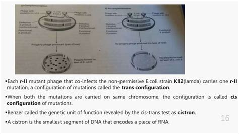 Insertional Inactivation And Complementation Of Defined Mutation 1pptx