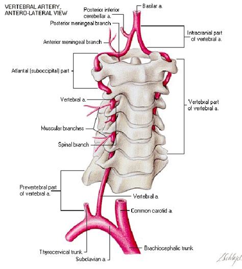 Vertebral Artery Segmental Anatomy Ppt Anatomy Of The Spinal Cord