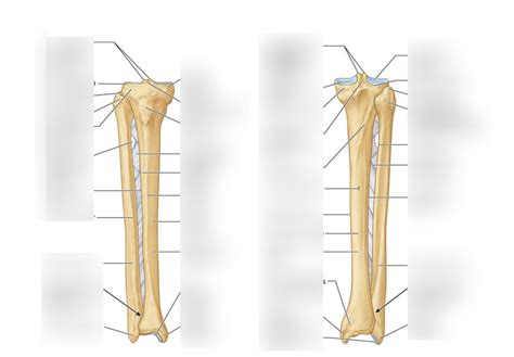 Diagram Anatomy Lower Limbs Tibia Fibula Quizlet