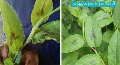 ရောဂါမှန်သမျှကို အမြန်ပျော က်ကင်းသော ဆေးဖက်ဝင် နတ်ဆေးပင်