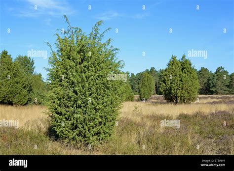 Heathland Typical Vegetation Juniper Juniperus Communis Flowering