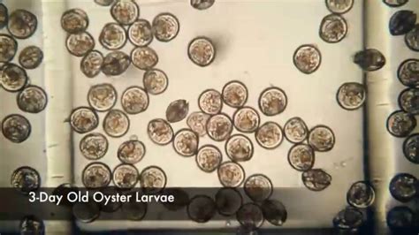 Bacteria Oyster Larvae At Samuel Austral Blog