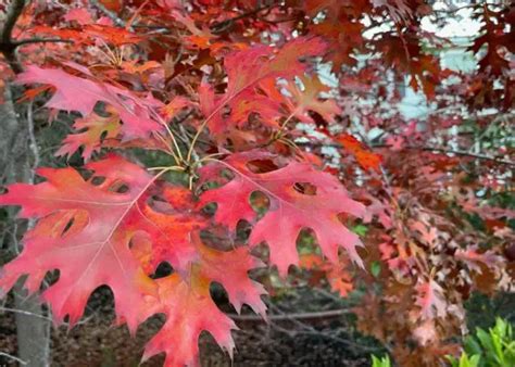 21 Types Of Oak Trees In Texas With Pictures And Identification