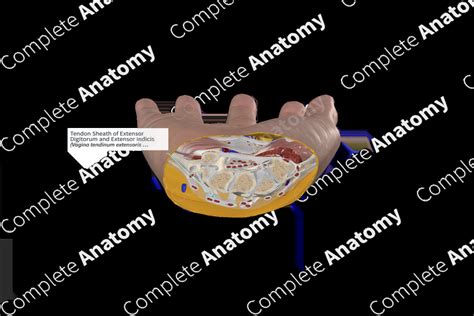 Tendon Sheath Of Extensor Digitorum And Extensor Indicis Complete Anatomy