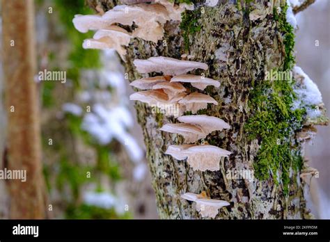 Mushrooms Growing On Bark In The Forest Lots Of Small Mushrooms And Green Moss On A Tree Trunk