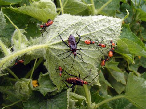 Insect Look Alikes Insects And Organic Gardening
