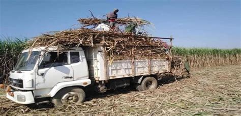 အုတ်တွင်းမြို့နယ်တွင် ကြံတောင်သူများ ကြံခုတ်သိမ်းနေပြီ Consumer