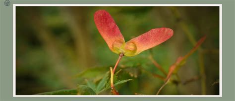 Trees With Helicopter Seeds Comprehensive List And Faqs