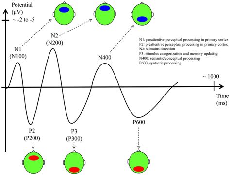 Main Erp Components With Their Functional Interpretation Latencies