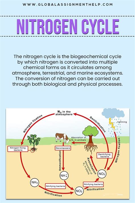 Free Nitrogen Cycle Biology Homework Worksheet By Science