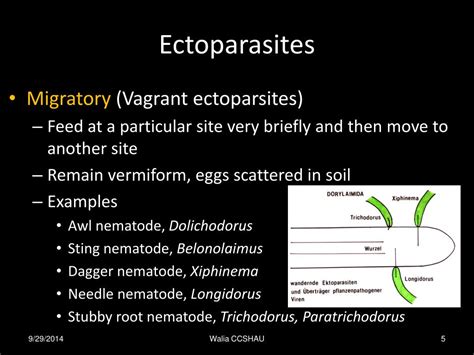 Ppt Lecture 5 Classification Of Nematodes On The Basis Of