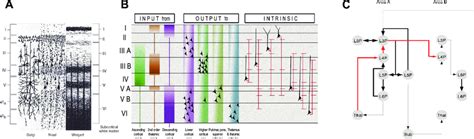 Six Layered Structure Of The Cerebral Cortex And A Canonical Circuit