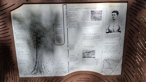 Ada Tree Noojee Updated 2020 All You Need To Know Before You Go