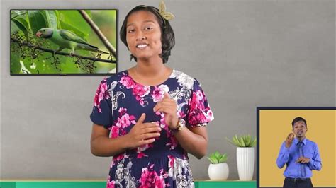 ශ්‍රී ලංකාවට ආවේණික කුරුළු සම්පත අළු ගිරවා E Thaksalawa Youtube