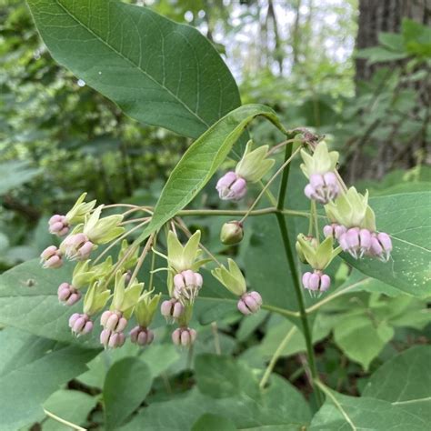 15 Native Milkweeds Of Kentucky