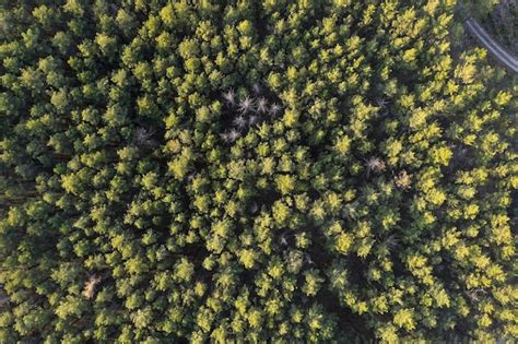 Overhead Trees Images Free Download On Freepik