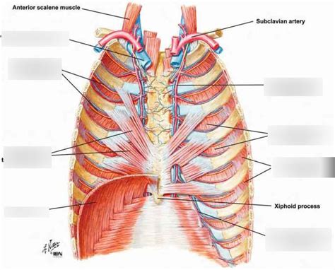 Posterior Thoracic Wall Diagram Quizlet
