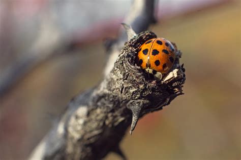 Ladybug On Nest Photograph By Cristina Velina Ion