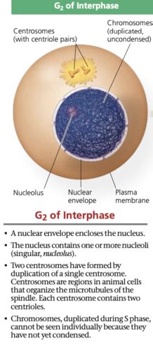 Chapter 12 Cell Cycle Flashcards Quizlet