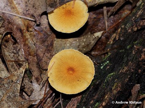 Cystoderma Amianthinum