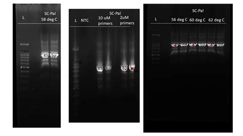 Are Multiple Bands Expected From Overlap PCR ResearchGate