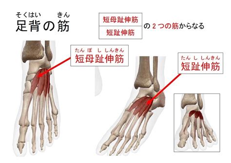 全身の筋肉 足の筋 名古屋市西区の椎間板ヘルニア腰痛整体 AandK Therapy Studio