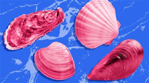 Difference Between Mussels Oysters Clams At Donna Hammonds Blog