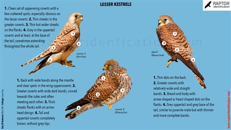 Kestrel Vs Iis