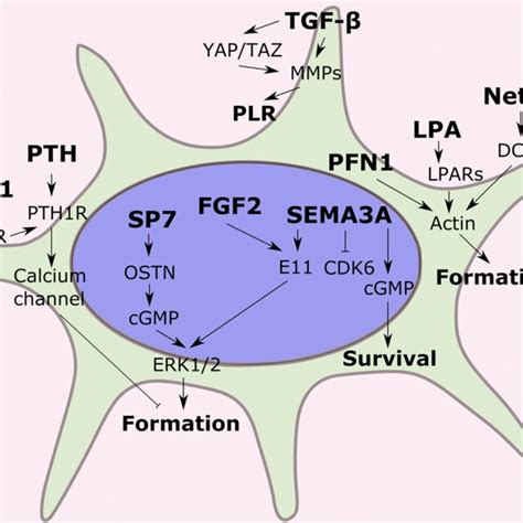 Genes And Signaling Pathways That Are Involved In Osteocyte Dendrite Download Scientific