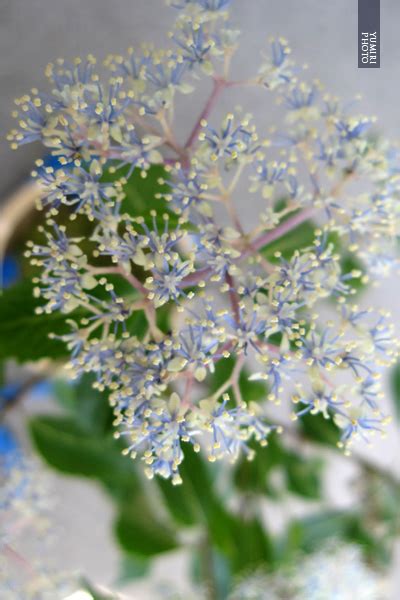 とことん紫陽花山アジサイ 奥多摩コアジサイ