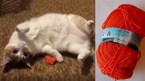 Направи си сам играчка за коте 😻 Youtube