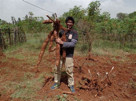 aditya parmar on linkedin work cassava ethiopia