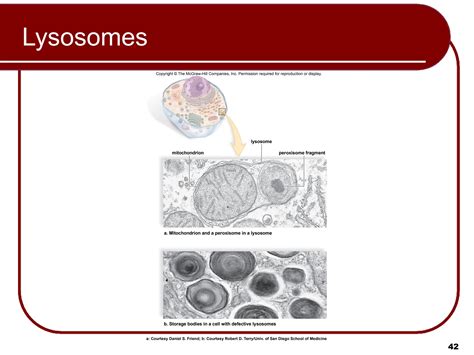 Cell Structure And Function For Biology Pptx