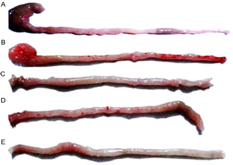 Effect Of Ls On Colon Length In Dss Induced Colitis A Normal B Dss Download Scientific