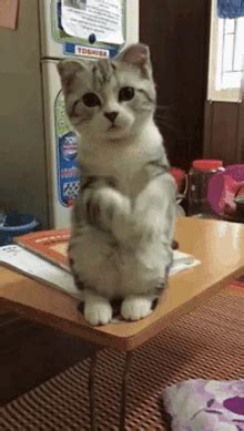 Cat Begging S Tenor