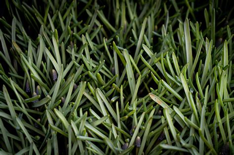 녹색 잔디 텍스처 배경 밝은 잔디 정원 아이디어 개념의 최고 보기 녹색 배경 훈련 축구 경기장에 대 한 잔디 잔디 골프 코스