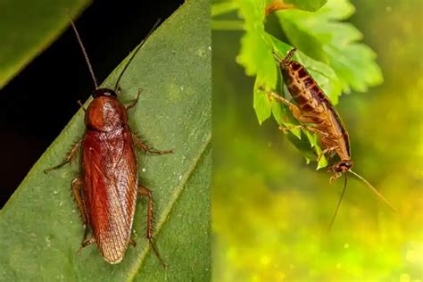 Difference Between Roach And Cockroach Unveiled Secrets