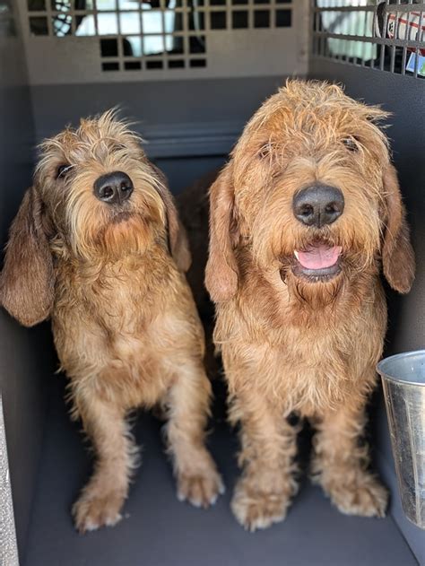Old Soul Black And Tan Coonhounds