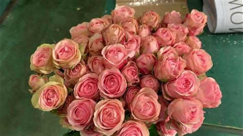 자나 미니장미 생화 꽃집 꽃집창업 꽃값 온라인꽃시장 온라인꽃도매 인터넷꽃시장 인터넷꽃도매 서울꽃시장 꽃농장 꽃배송 생화배송 생화도매 생화택배 꽃배달 생화배달 생화주문 생화