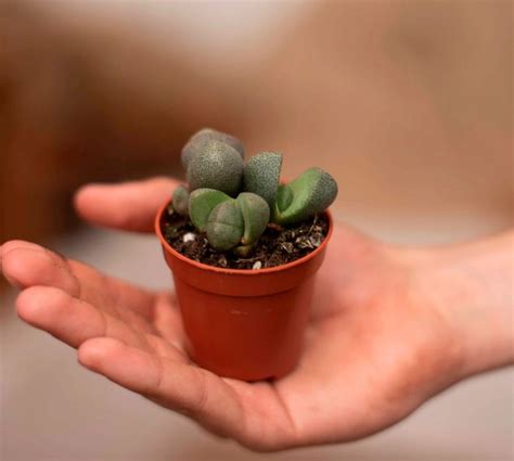 Lithops Living Stones Photo Care Species Description Propagation Indoor Plant Rich