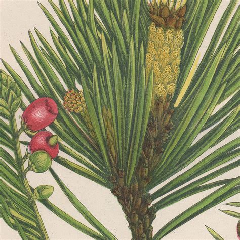 Anne Pratt Plate 209 Scotch Fir Juniper Yew Summer Weeds