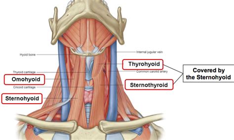Sternohyoid Origin Insertion Action And Nerve Supply How To Relief