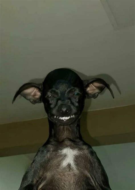 Goofy Ahh Dog