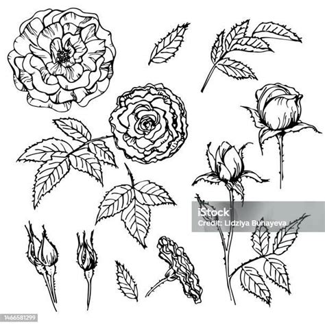 흰색 배경에 장미 꽃 윤곽선 세트 벡터 그림입니다 초대장 인사말 카드 엽서 패션 인쇄 배너 섬유 포스터 패션 디자인에 적합합니다 0명에 대한 스톡 벡터 아트 및 기타 이미지