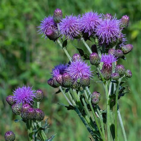 Field Of Purple Thistle