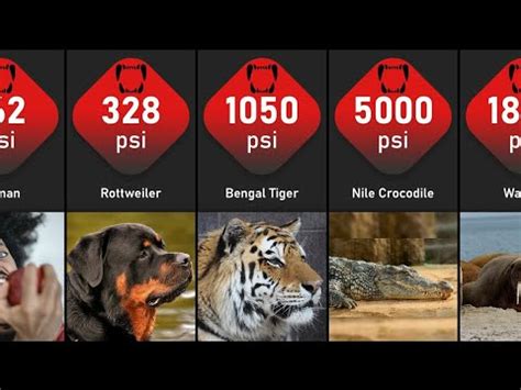Animals Bite Force Comparison Animals With The Strongest Bite Force
