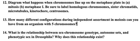 Solved 12 Diagram What Happens When Chromosomes Line Up On The Metaphase Plate In A Mitosis