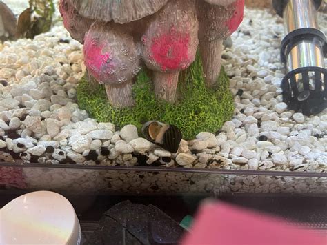 Is My Nerite Snail Dead Raquariums