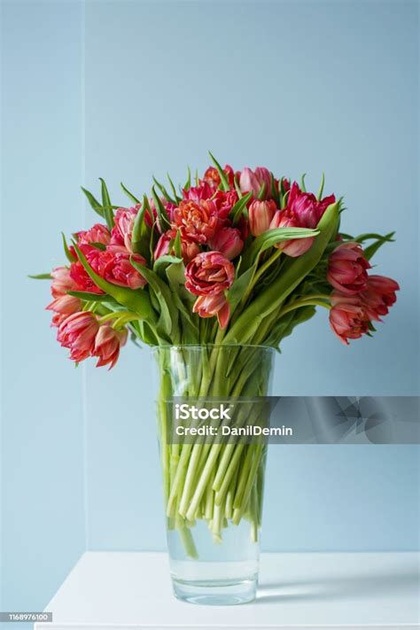 밝은 인테리어의 흰색 테이블에 유리 꽃병에 빨간 튤립의 아름다운 꽃다발 연한 파란색 벽에 대해 0명에 대한 스톡 사진 및 기타 이미지 Istock