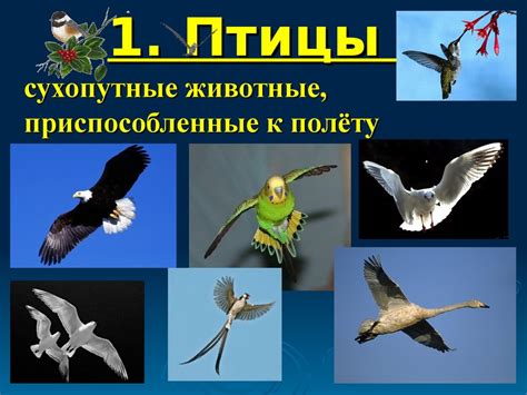 Разнообразие птиц - презентация онлайн